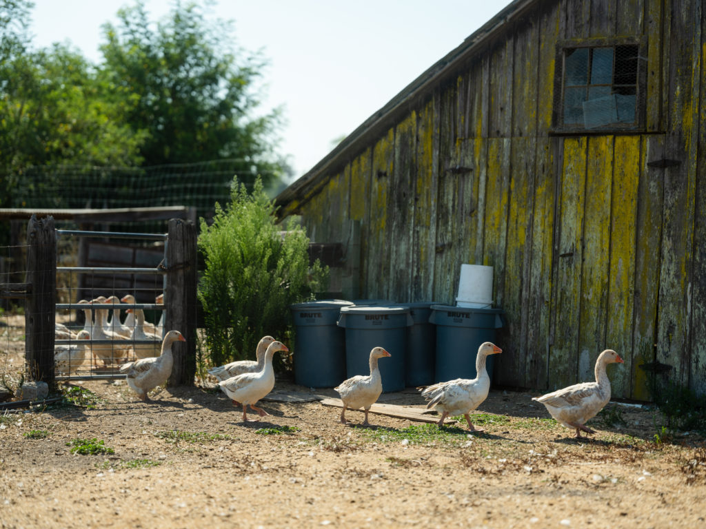 A Life Filled with Meaning at Green Goose Farm - Fibershed