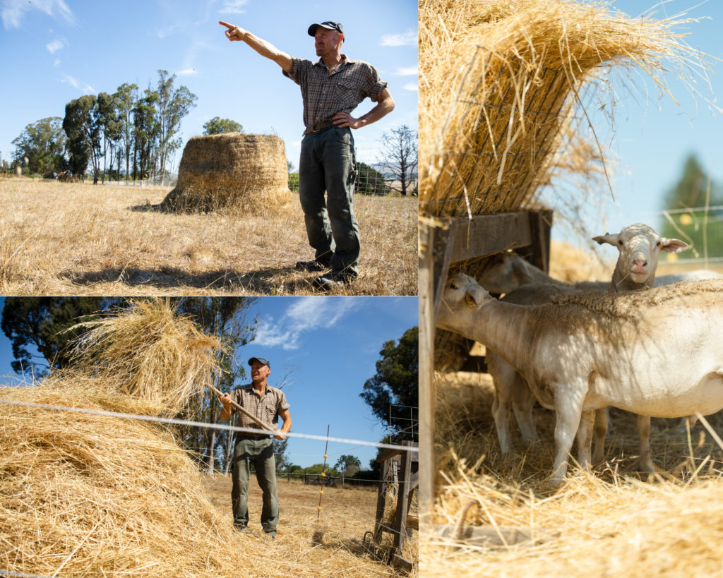 A Life Filled with Meaning at Green Goose Farm - Fibershed