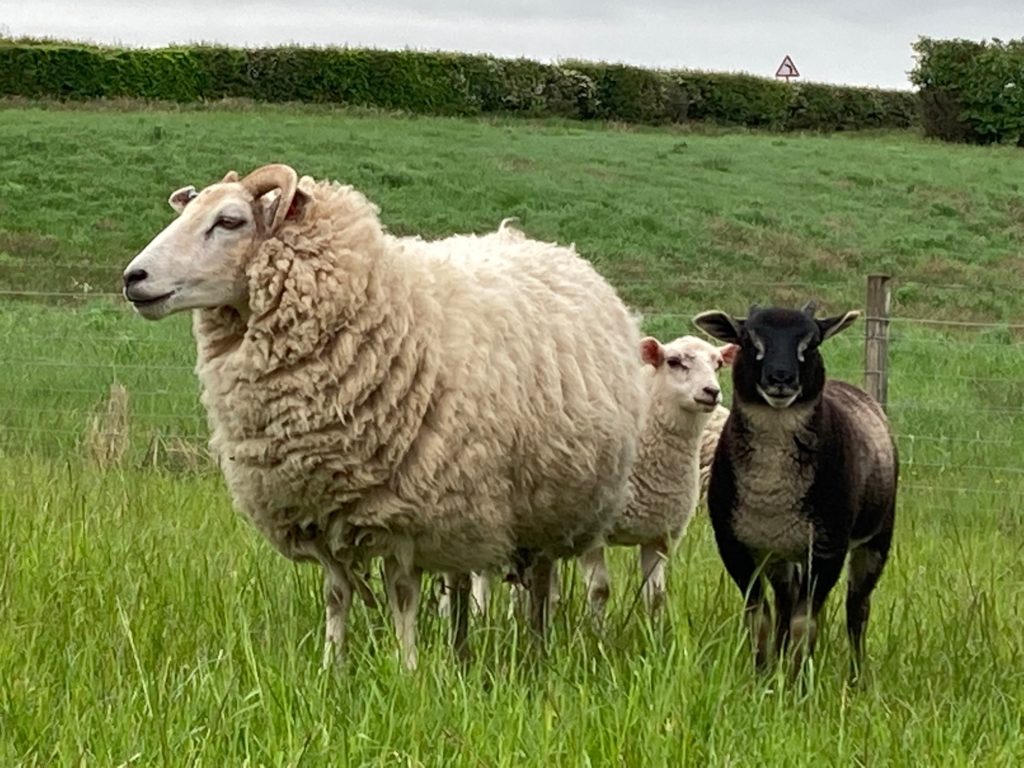 Fibreshed Scotland - Fibershed