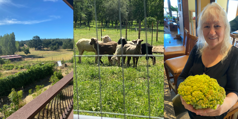 Chisum Trail Woolery and Farm - Fibershed