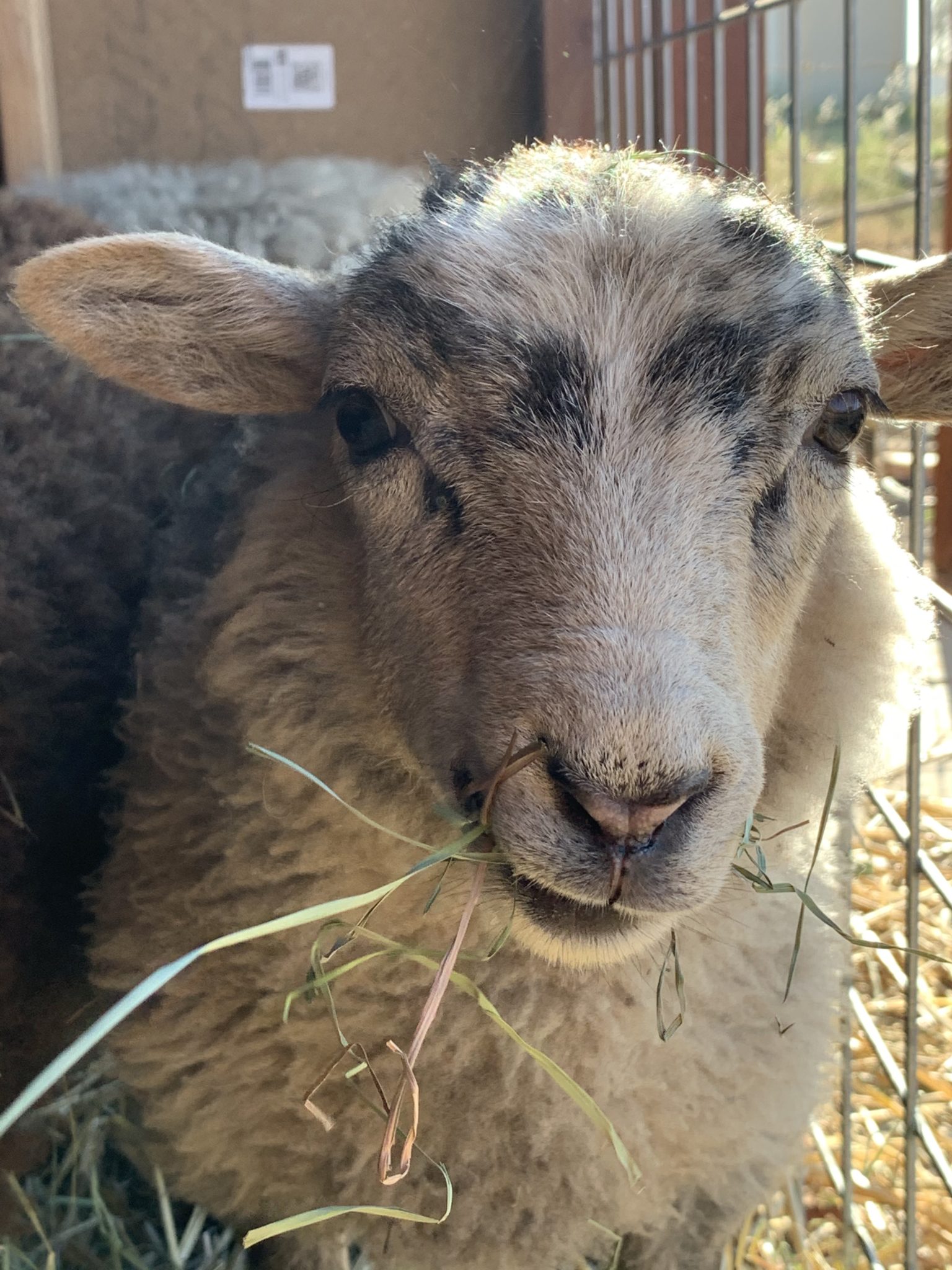 Rusty Fence Ranch - Fibershed