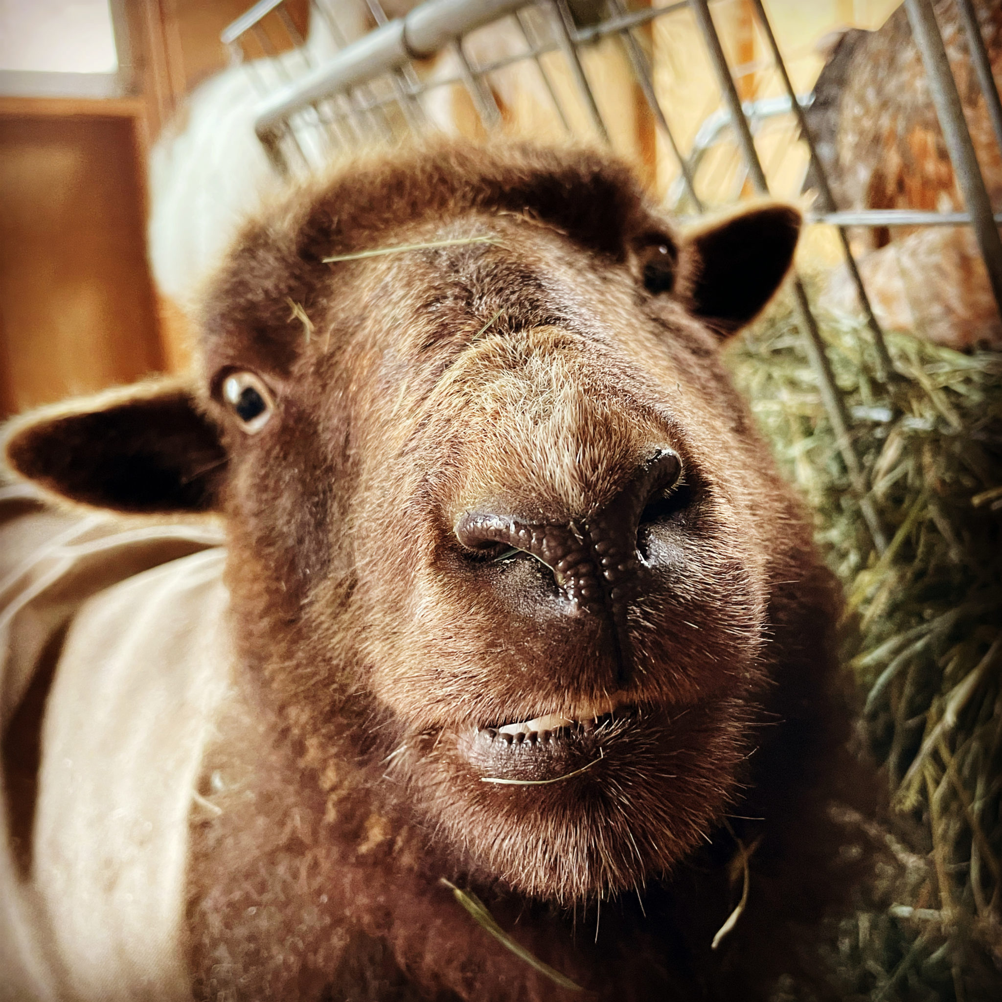 Rusty Fence Ranch - Fibershed