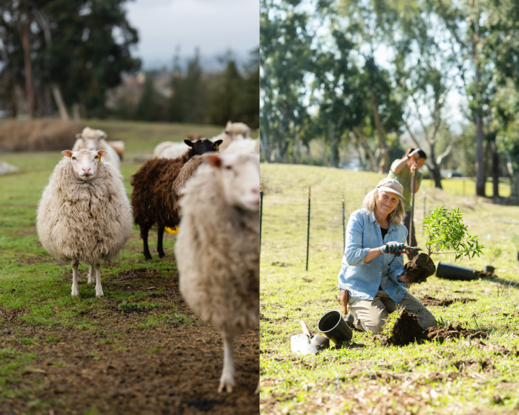Taking the Long View at Mustang Acres - Fibershed