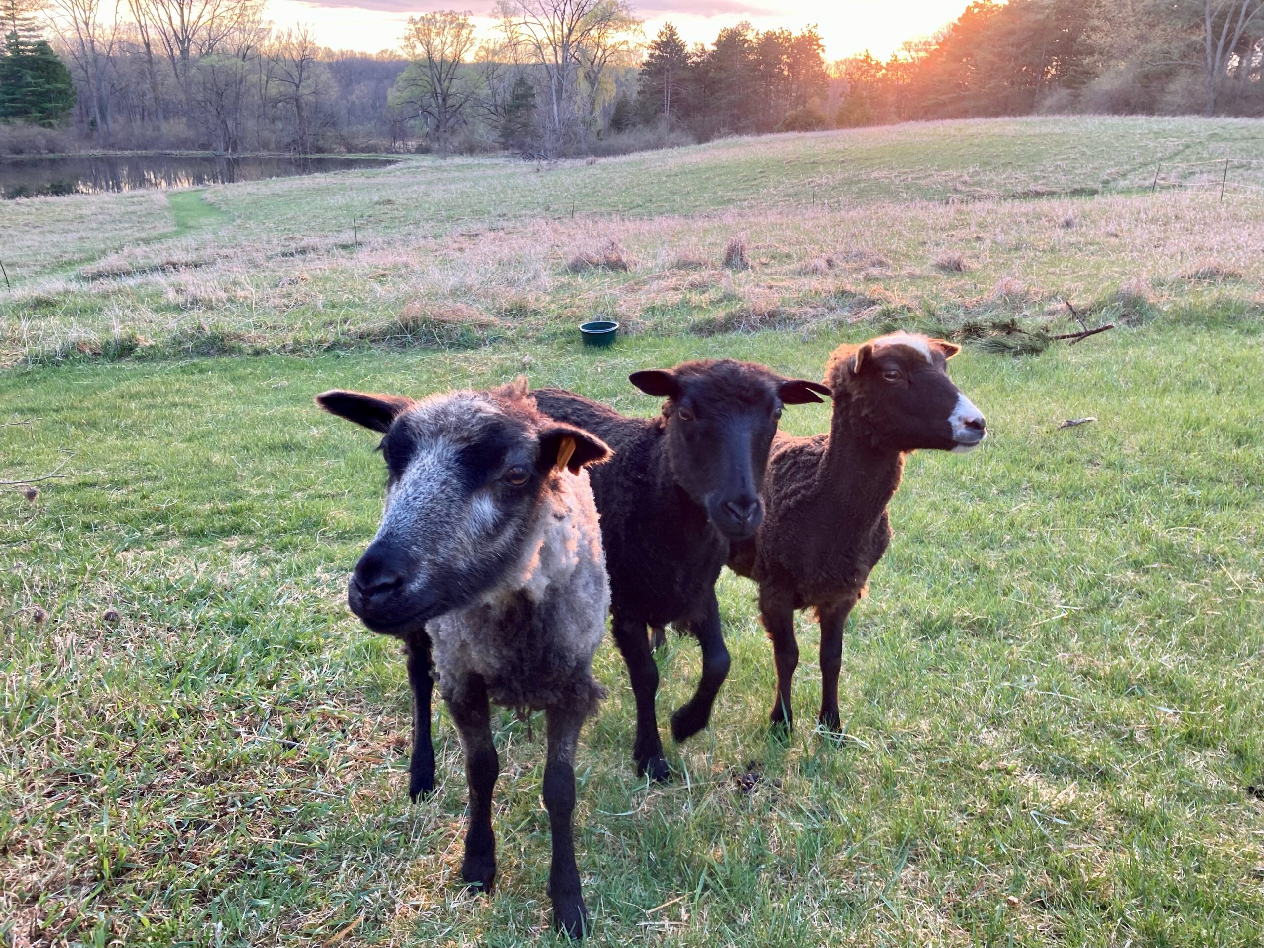 Michigan Fibershed - Fibershed