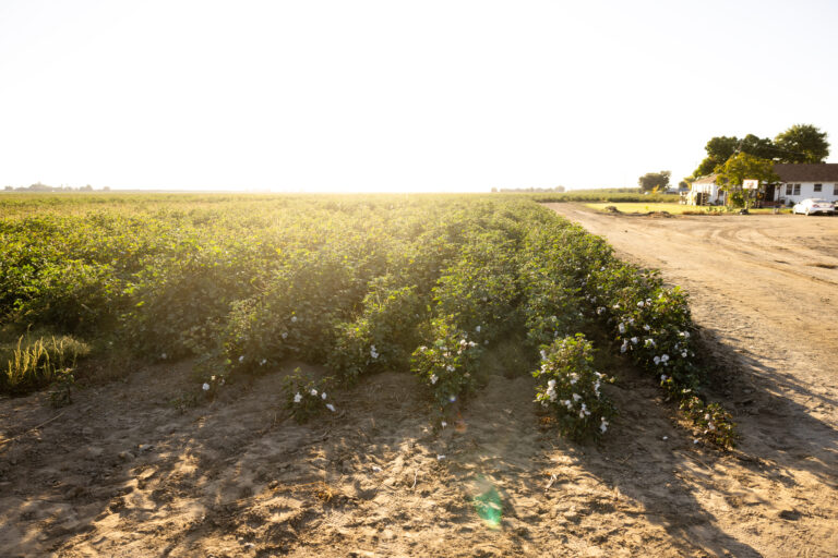 Fibershed Healthy Soils Program Block Grant - Fibershed