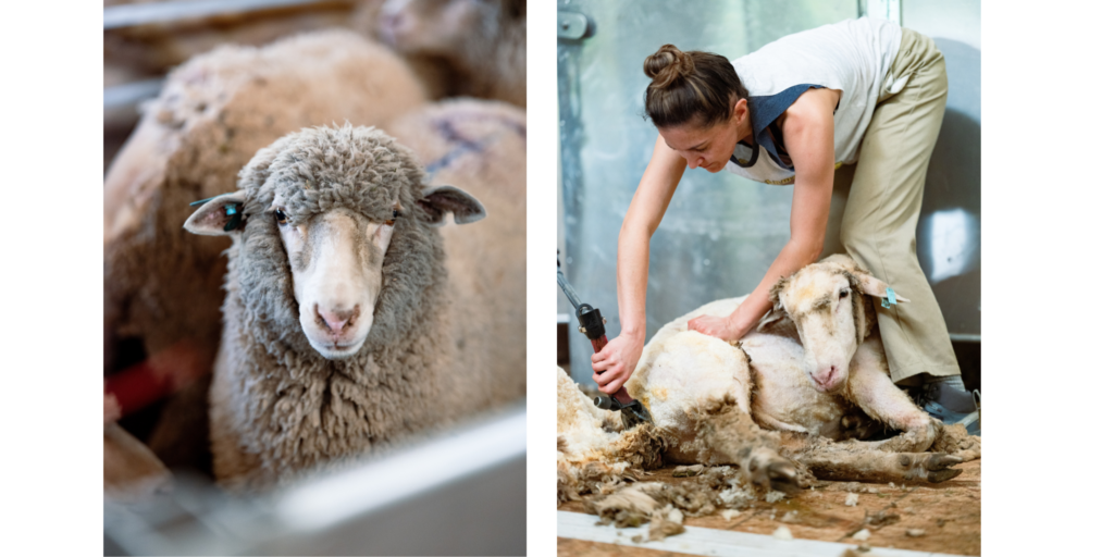 Fibershed Shearing Schools - Fibershed
