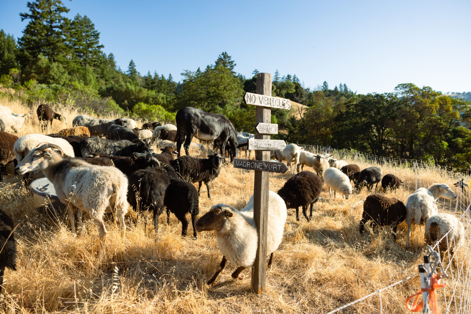 California Approves SB 675: Prescribed Grazing as Key to Wildfire ...