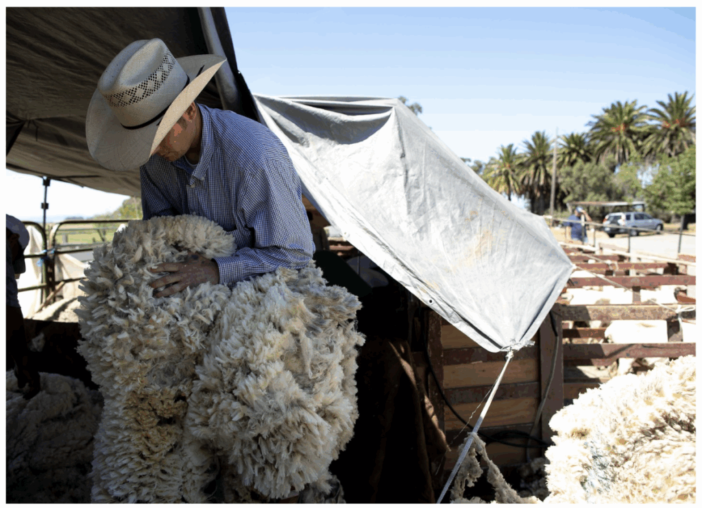 Sheep, Soil, and Stewardship | Fibershed