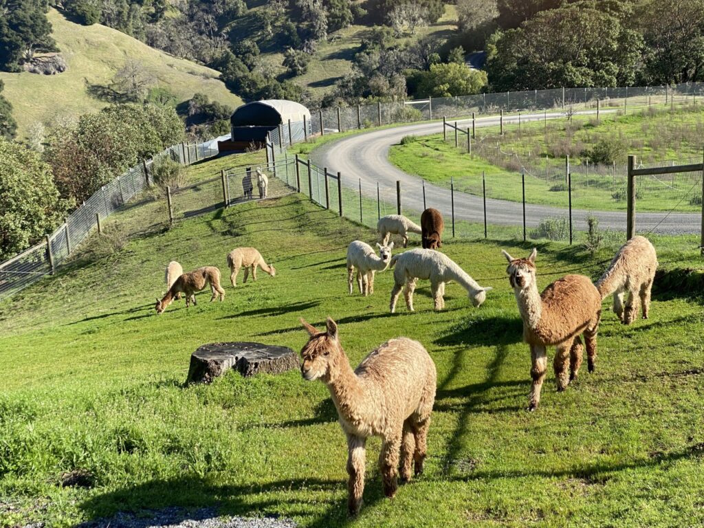 Sonoma Suri Alpacas - Fibershed