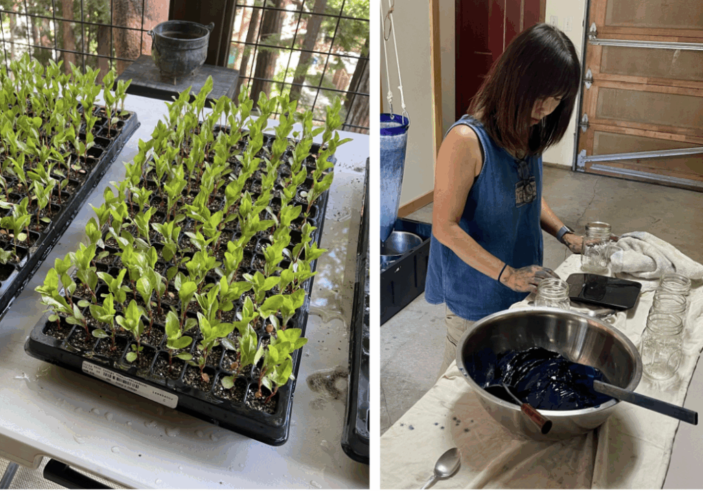 Native Plants for Textiles: 3 Bast Fibers to Know Beyond Hemp and Flax ...